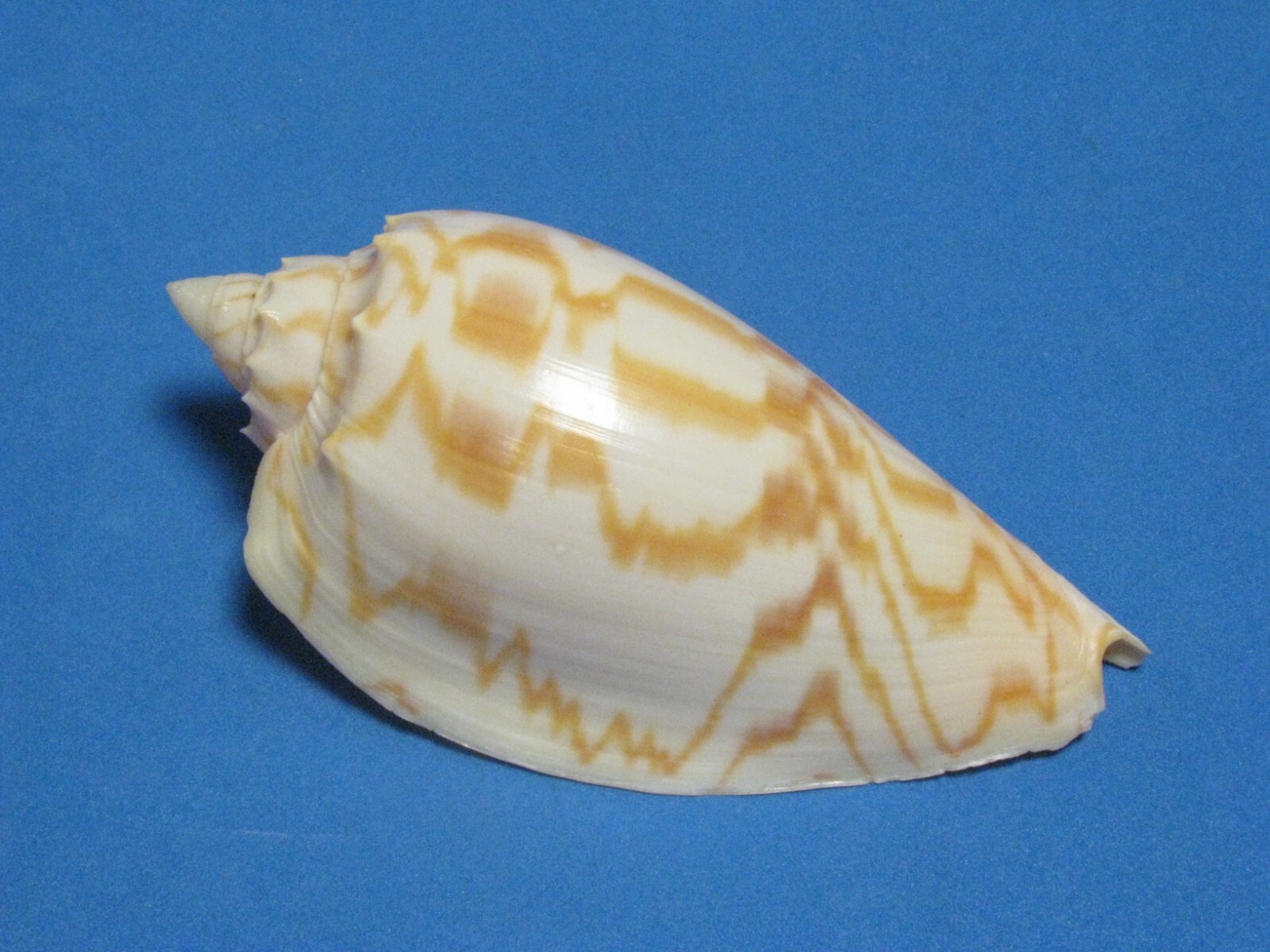 Amoria hunteri f. jansae (van Pel & Moolenbeck, 2010) "VARIANT" (114.0mm) | eBay