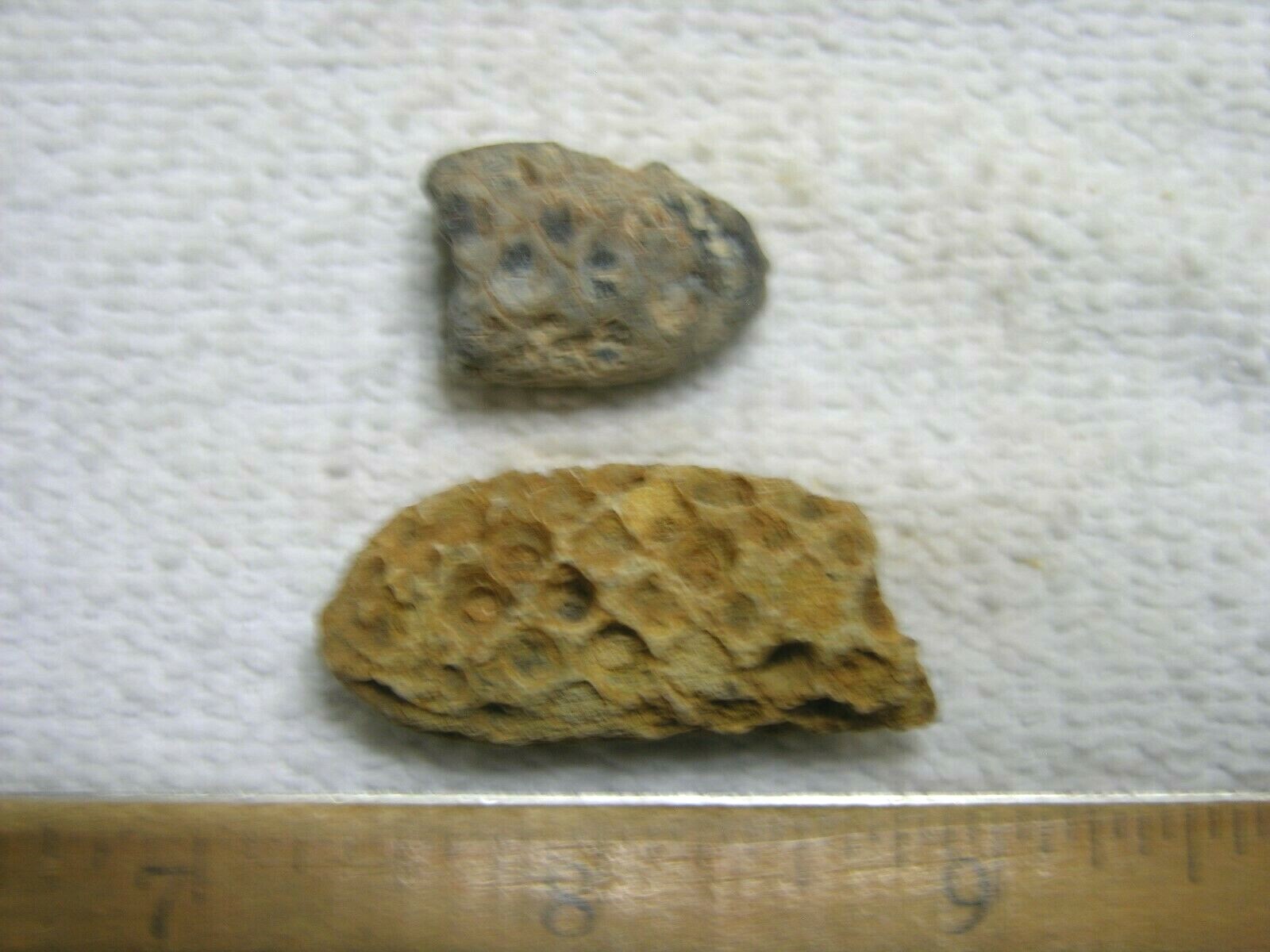 Petrified Silicified fossil Pine Cones Eocene Epoch Northern Sahara desert P33 | eBay