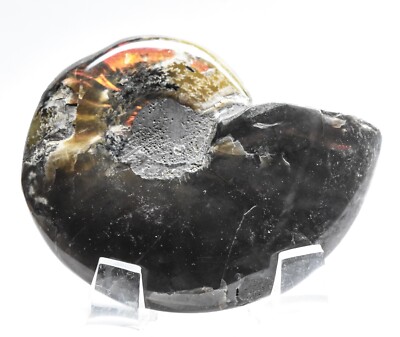 2.4" Red Flash Fire Ammonite Shell Polished Natural Gemstone Fossil ...