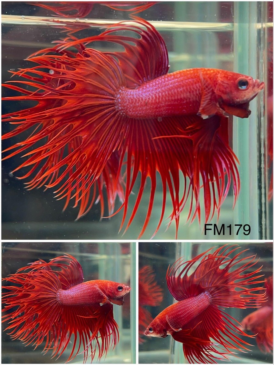 Male Crowntail Betta Fish Crown Betta | Male Betta Fish | Aquarium