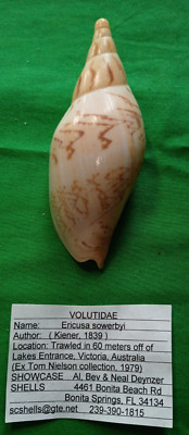 Voluta sowerby (Ericusa sowerby) #M0405 Australia 101mm | eBay