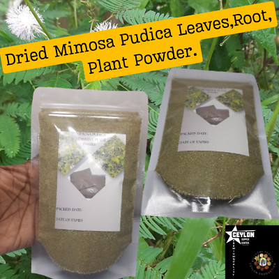 Dried Mimosa Pudica Herbal Sensitive Plant Nidikumba Leaf Root ...