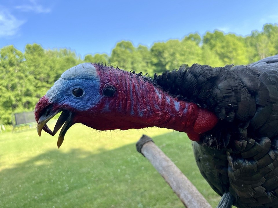 Wild Turkey Full Body Mount Taxidermy 1/2 Strut Gobbling Roost | eBay