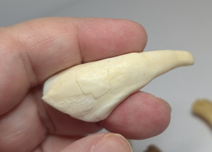 Excellent lot of Spinosaurus Tooth Dinosaur, Warthog Tusk, Water ...