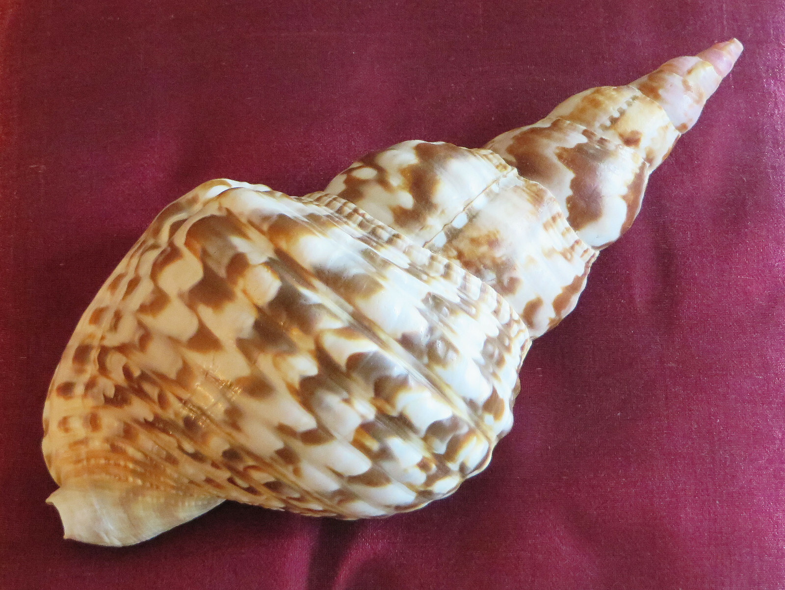 Charonia Variegata Triton Trumpet Seashell Shell | eBay