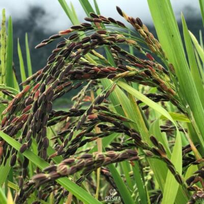 Wild black rice 200 PCS fresh seeds, Zizania aquatica, wild rice seeds ...