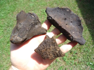 3 EXCELLENT GROUND SLOTH VERTEBRAE FLORIDA FOSSILS ICE AGE EXTINCT ...