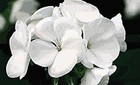 Geranium Ringo 2000 White 100 seeds | eBay