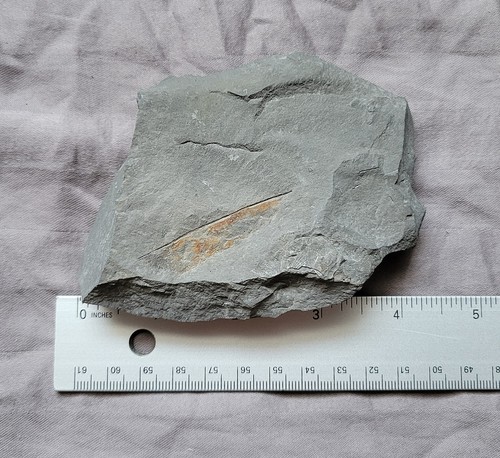 Rare Sphenothallus Fossil Rochester Shale New York | eBay