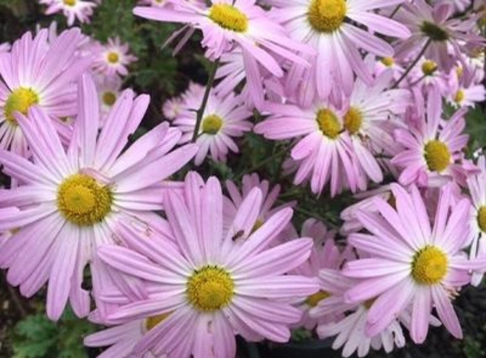 7 PINK RYANS MUMS ROOTS CHRYSANTHEMUM LIVE PLANTS DAISY PINK COLOR ...