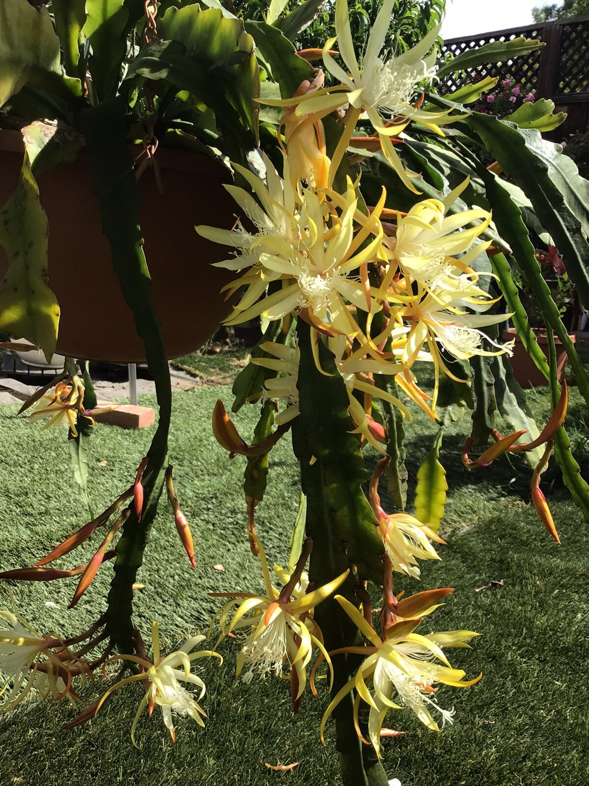 Epiphyllum Fresh Cutting FRUHLINGS GOLD | eBay