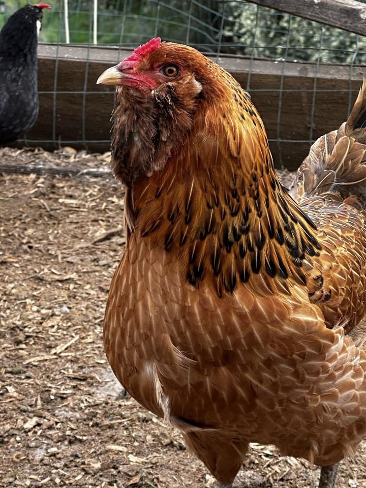 Rainbow eggs, legbars, barred rock, Easter eggers, Plymouth rocks ...