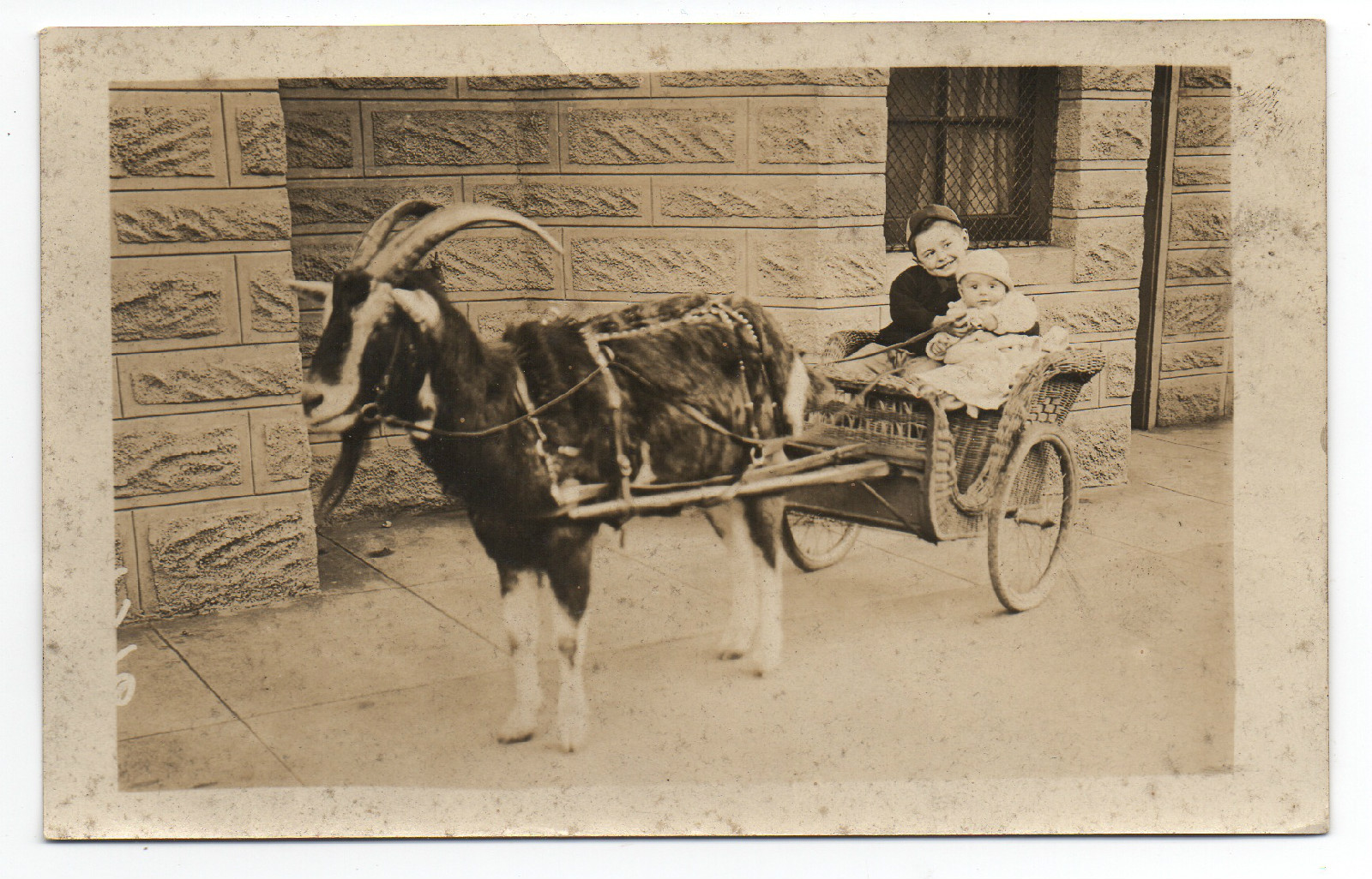 Adorable 1920s Photo of two Children in Goat Drawn Cart | eBay
