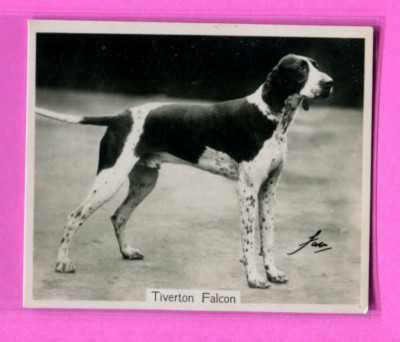 1938 JOHN SINCLAIR CIGARETTE COLLECTOR CARD CHAMPION DOGS #40 TIVERTON ...