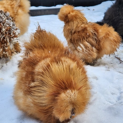 6+ Bantam Silkie Fertile Chicken Hatching Eggs Ready To Ship | eBay