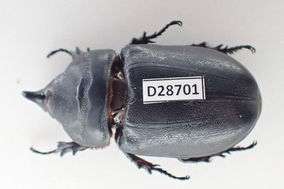 D28701. Insects, butterflies: Dynastidae sp. Sarawak, Malaysia ...