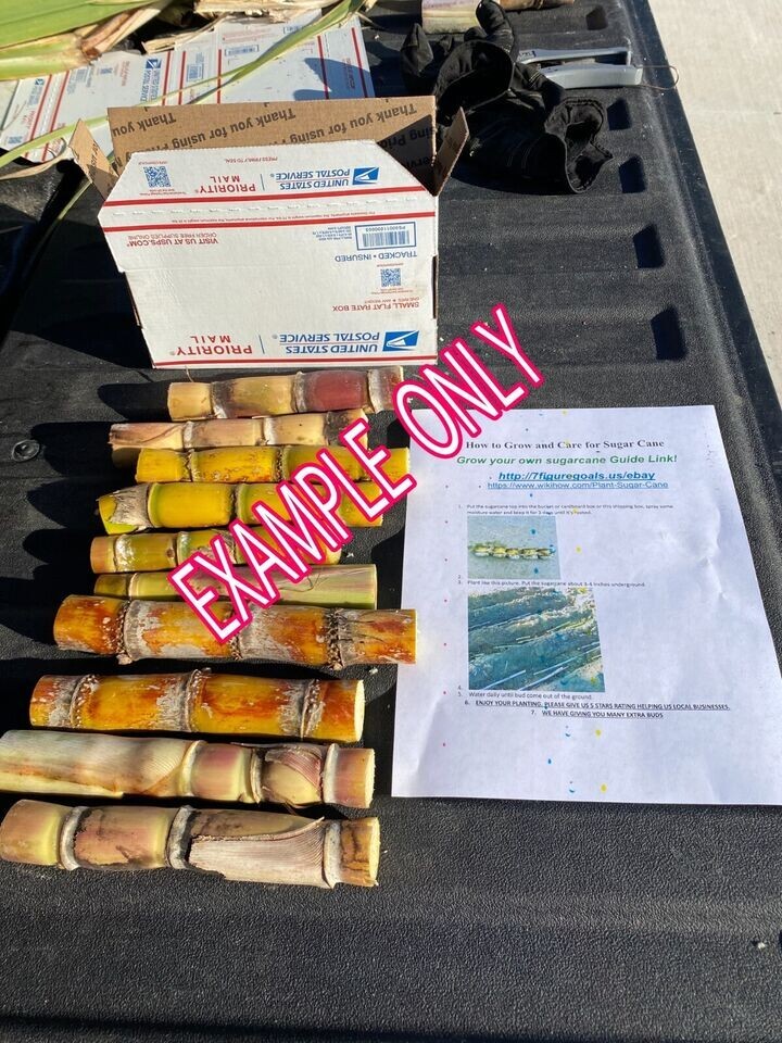 'SOFT CHEW BLACK' Sugar Cane Cuttings FRESH ORGANIC PLANT NOW | eBay