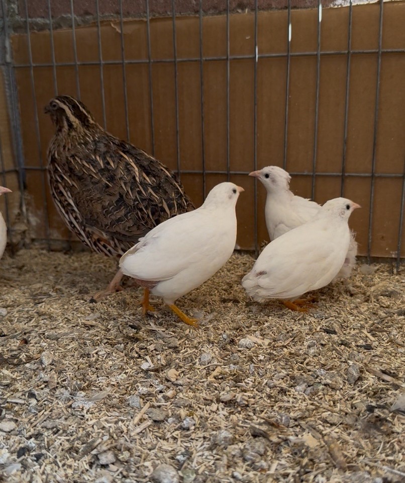 2 Dozen White Button quail hatching eggs | eBay