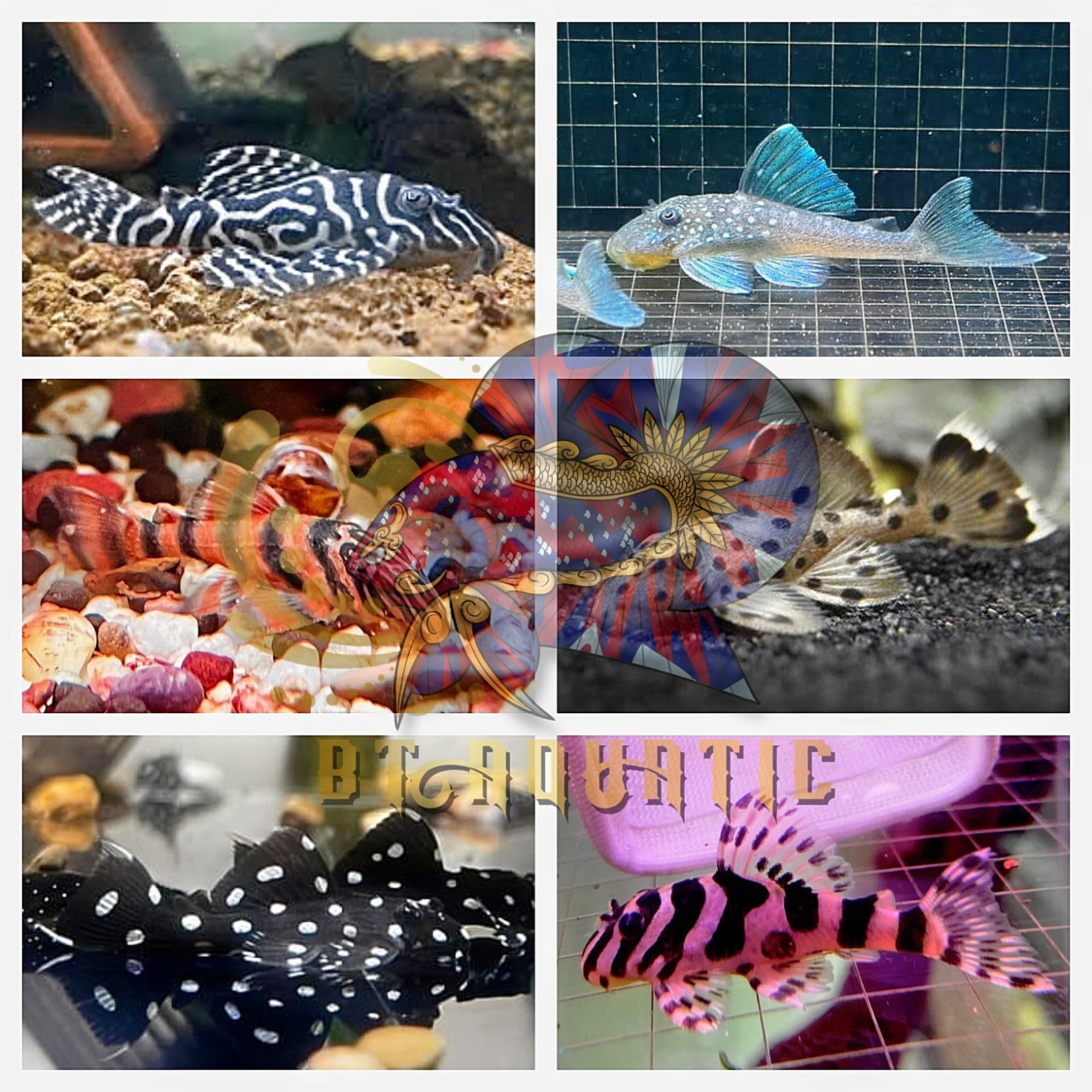 Live Pleco Fish Freshwater Aquarium-High Quality L134 L333 L600 L240 ...