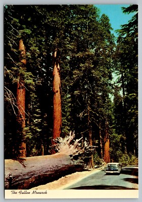 Postcard The Fallen Monarch Yosemite National Park Mariposa Grove ...