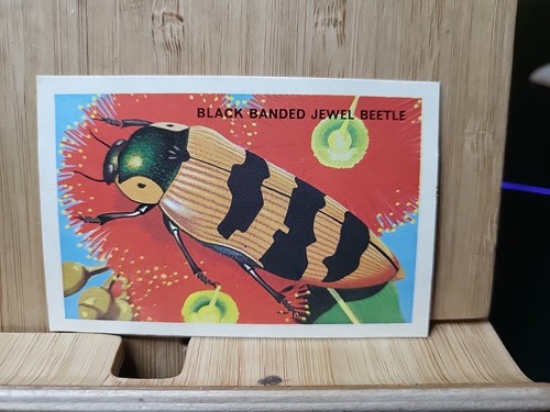 Shell Project Cars AUSTRALIAN BEETLES🏆#350 BLACK BANDED BEETLE 1960's ...