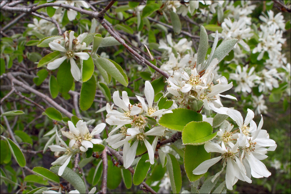 Snowy Mespilus - Amelanchier lamarckii Tree 60/80cm (5L Pot) | eBay UK