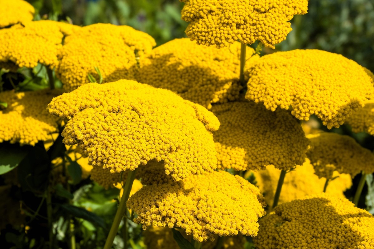 Yellow Yarrow Seeds Daffodil Bulbs All Yellow Mix | Fall Flower
