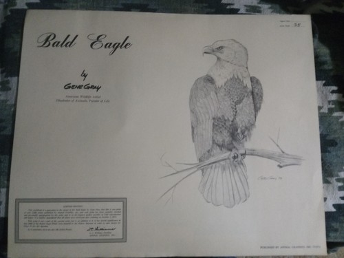American Bald Eagle Print Gene Gray Signed Bird Numbered Art proof 35/ ...
