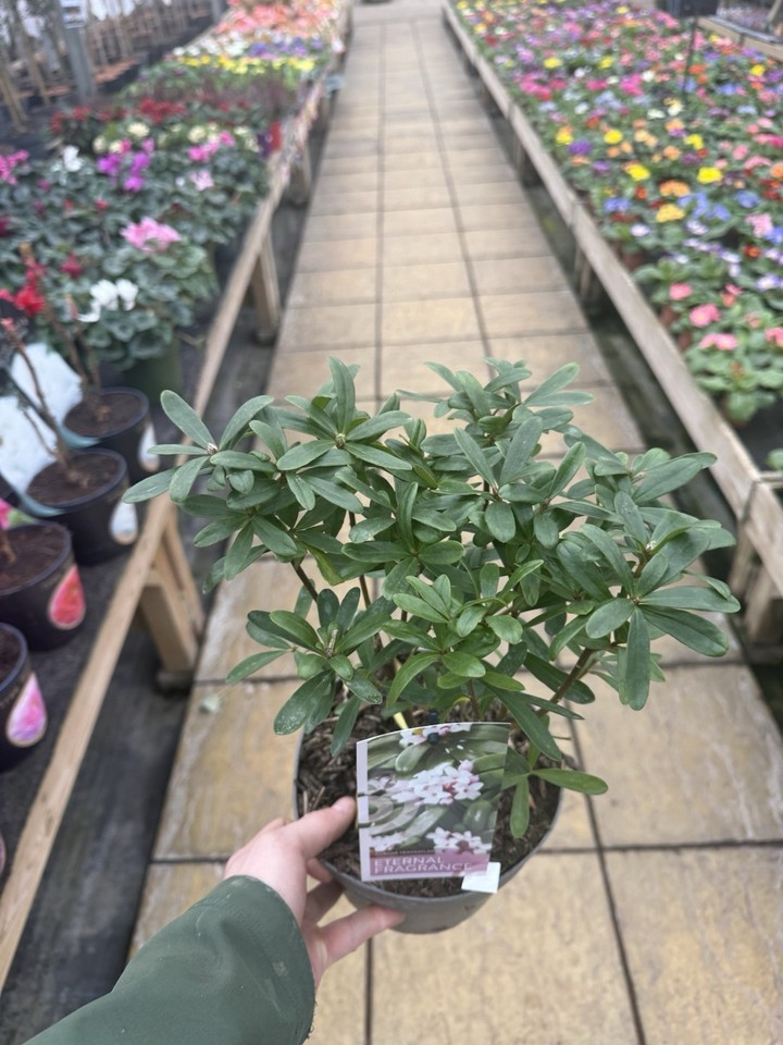 Daphne ‘Eternal Fragrance’ – Hardy Evergreen Shrub – Extremely Fragrant ...