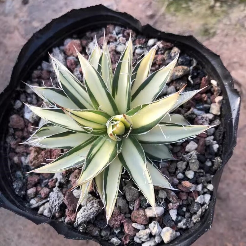 5CM Succulent Agave Plant Agave Filifera V.Compacta Yellow Variegated ...