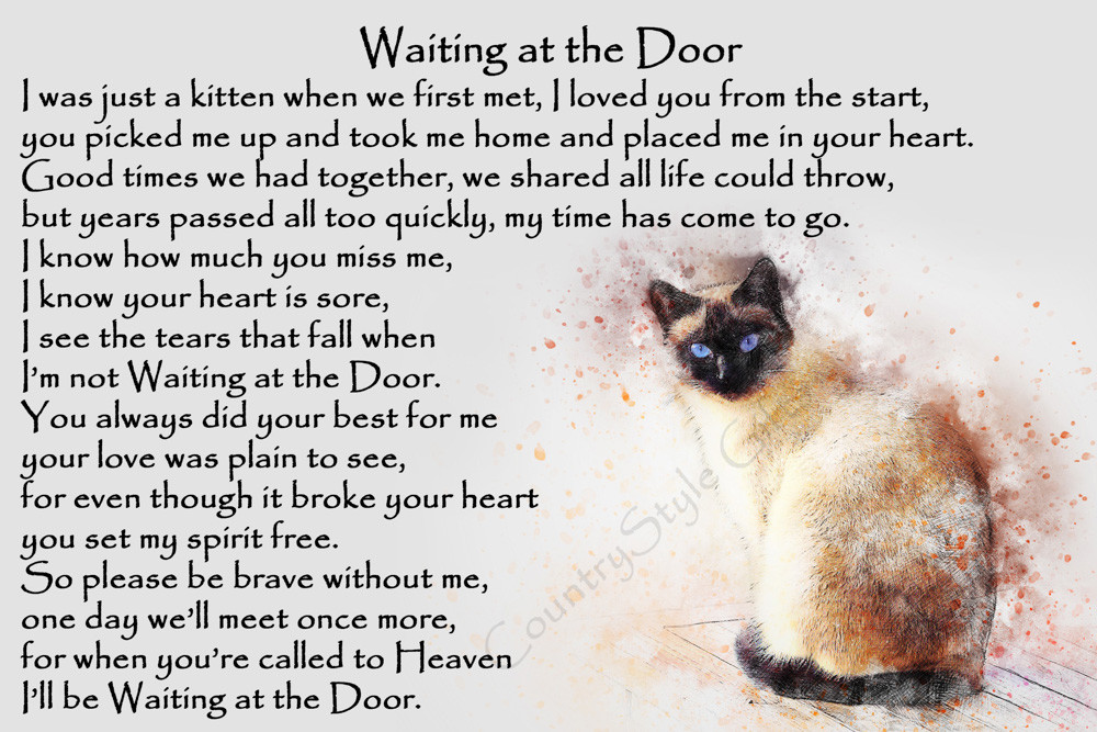 Cat Death Quotes Rainbow Bridge Cat Wisdom Because Love Never Dies