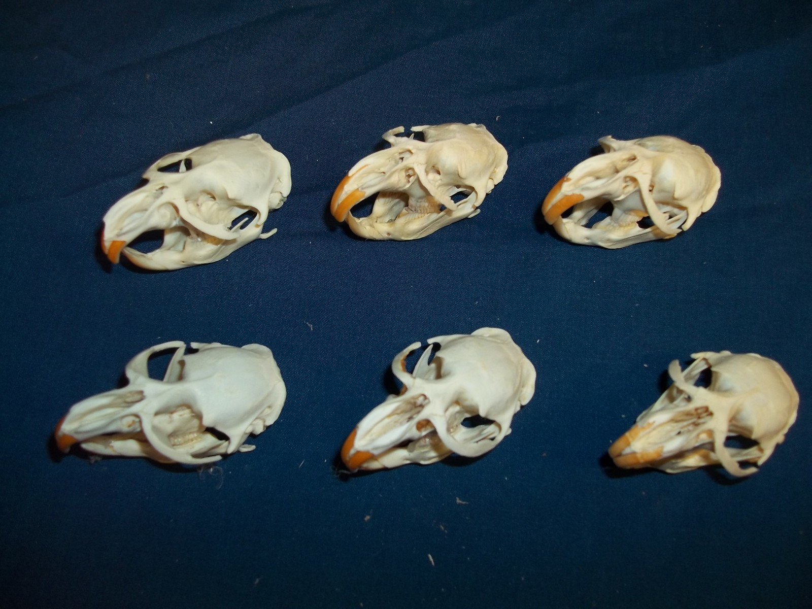 6 Muskrat skull real animal head taxidermy skeleton bone man cave ...