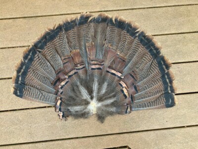 Adult Eastern Tom Gobbler Wild Turkey Tail Fan Decoy Decor Crafts Man ...