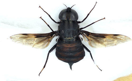 DIPTERA -TABANIDAE sp. #01 - 6.3cm open wings FROM PERU | eBay