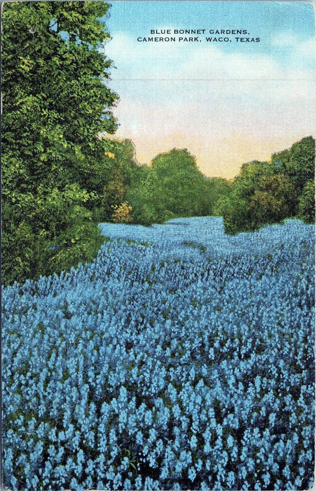 Blue Bonnet Gardens Cameron Park Waco Texas Postcard 1951 Posted | eBay