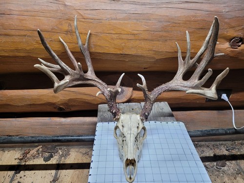 MONSTER Whitetail Deer Skull Mount European Buck Skull Antler CABIN ...