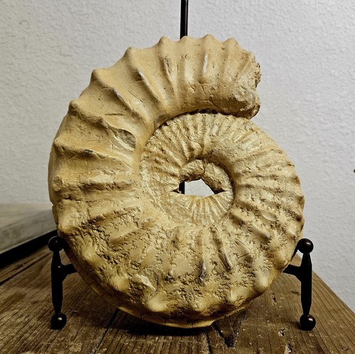 Texas Cretaceous Fossil Mortoniceras Ammonite, Exquisite Detail, 11", 8 ...