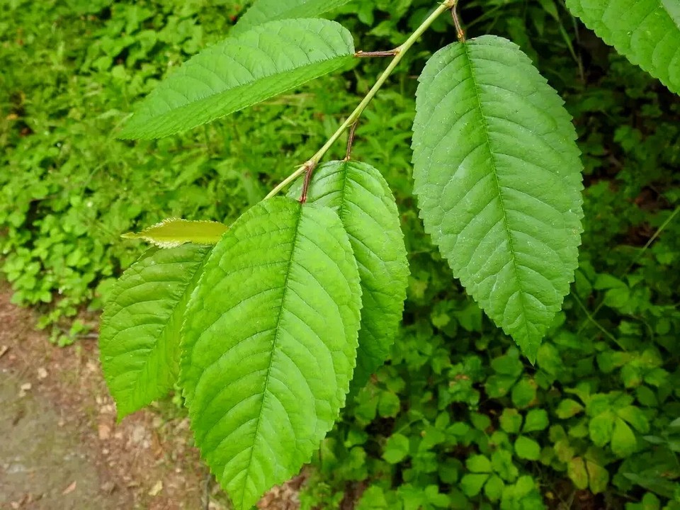 Sweet Mazzard Cherry Tree Seeds (Prunus avium) Edible Fruit, Fast ...