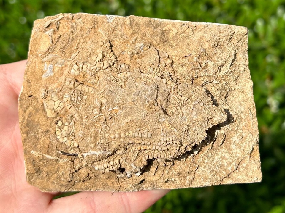 Alabama Fossil Crinoid in Matrix Aphelecrinus Bangor Limestone ...