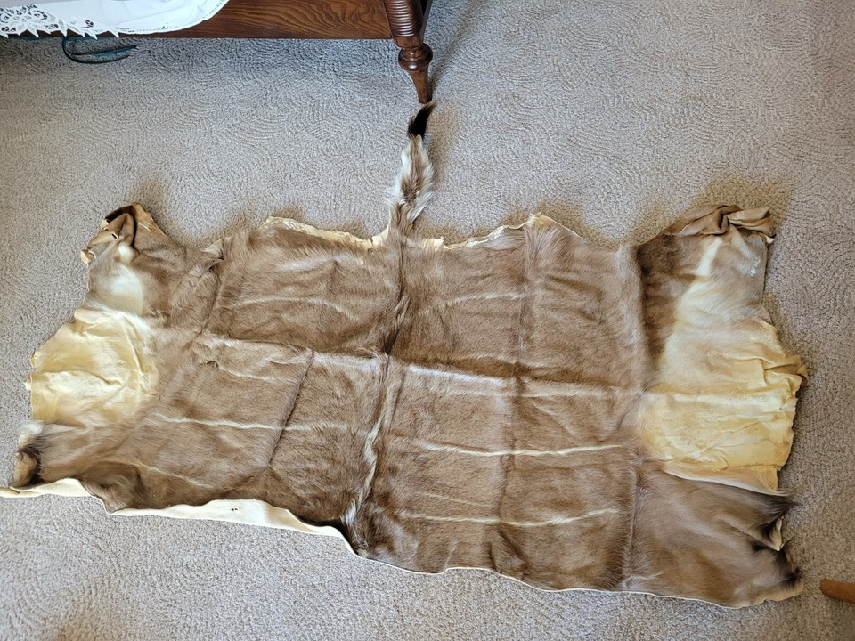 Kudu Skin - back skin from Namibia | eBay