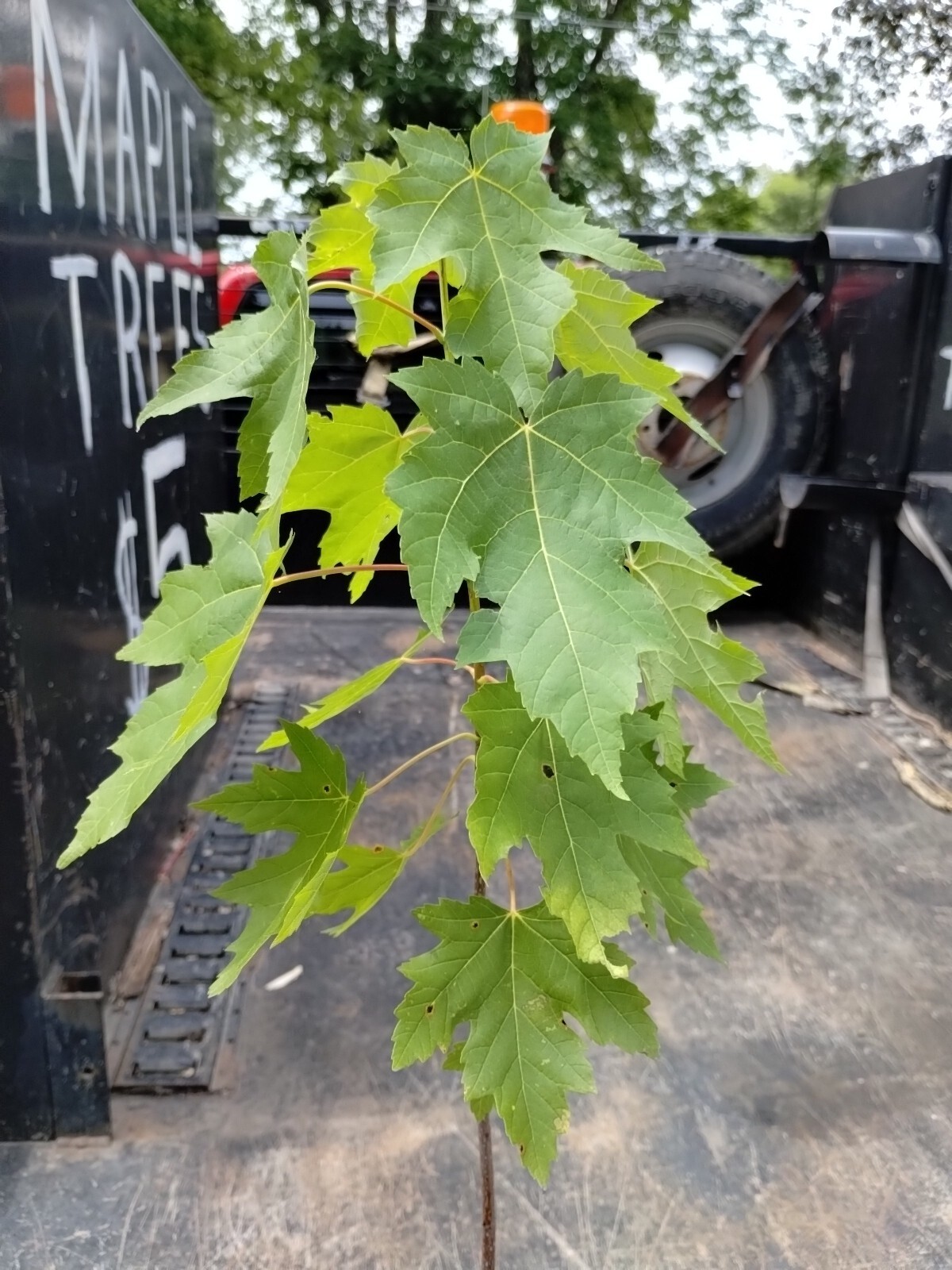 "Mississippi" Silver Maple Tree Sapling | eBay