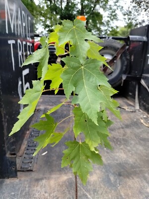 "Mississippi" Silver Maple Tree Sapling | eBay