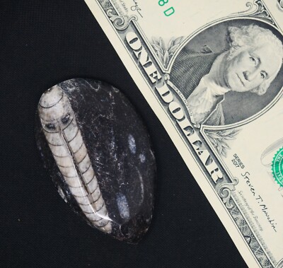 Orthocerous Fossil 2 1/4' by 1 1/4" | eBay