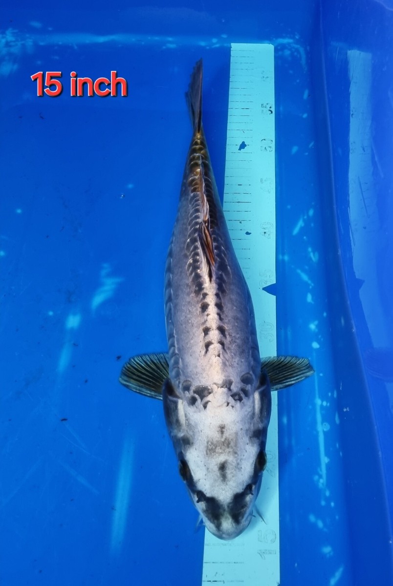 Ghost Carp Feared Extinct, The "Mekong Ghost" Fish Reappears