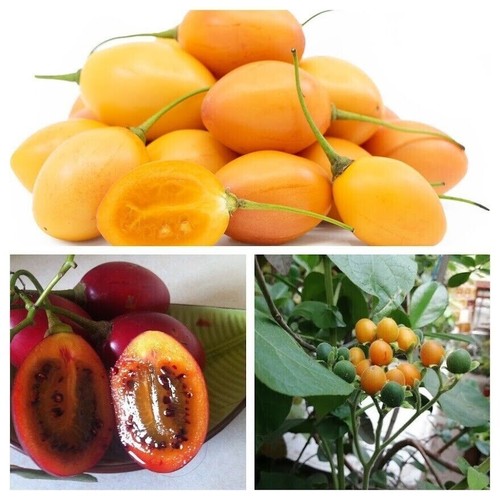 TAMARILLO PACKAGE - SORTIMENT - 3 variety - 30+ seeds - Dwarf tamarillo - V 114 | eBay Australia