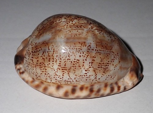 64 mm GREAT Cypraea Arabica Cowrie Seashell #AK1 Phi-Phi Island Phuket ...