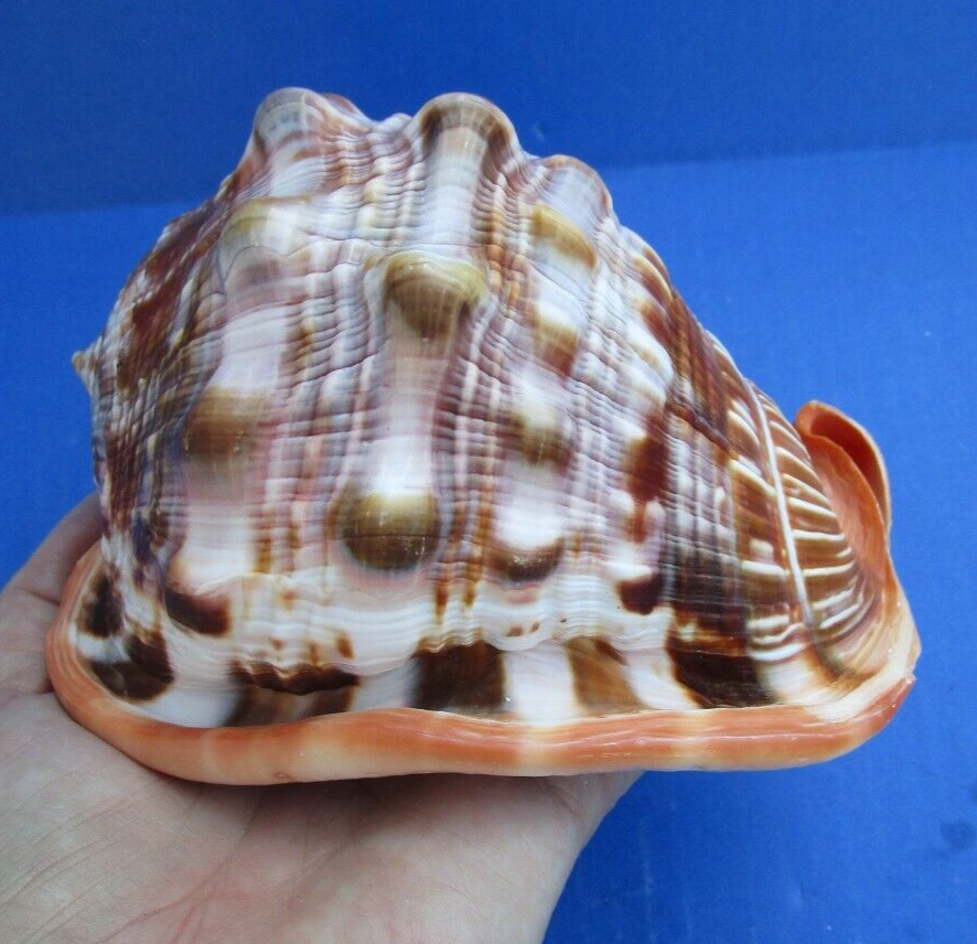 5 inch Cameo Shell Red Helmet Bullmouth Seashell seashells sea snail ...