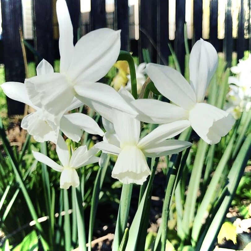 20 DAFFODIL BULBS White Thalia Dwarf Spring Flowering Narcissus | eBay UK