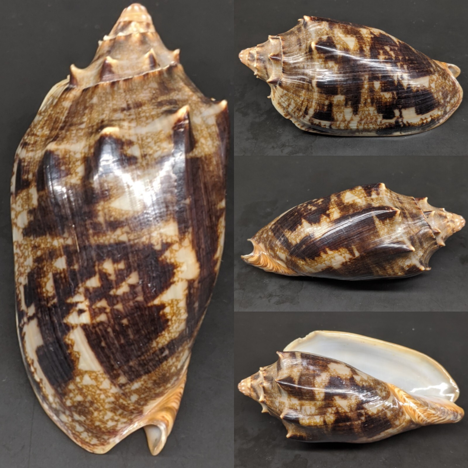 Cymbiola vespertilio peterstimpsoni 96.5mm VOLUTIDAE Bat Volute ...