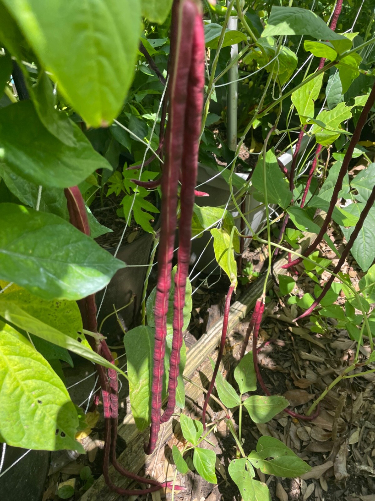 50 Purple Mart Yard Long Bean seeds Chinese Asparagus Heirloom | eBay